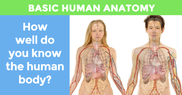 Can You Answer These Basic Human Anatomy Questions? | MyDailyQuizz