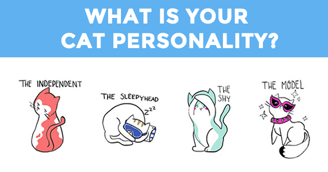 What Is Your Cat Personality? | MyDailyQuizz