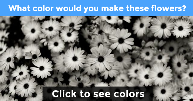 This Scientific Color Test Will Reveal Your True Personality Traits ...