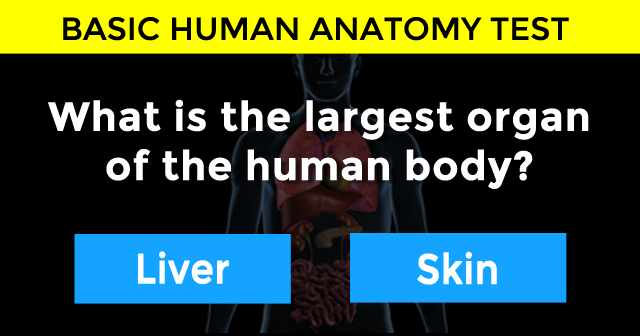 Only 3% Of Men Passed This Basic Human Anatomy Test | MyDailyQuizz